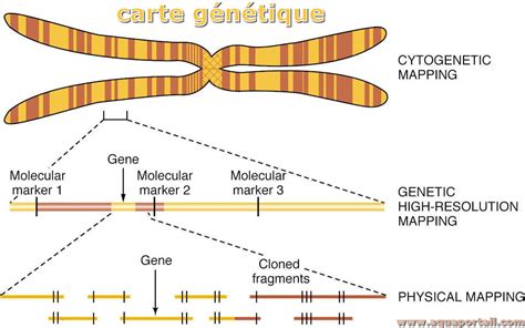 Carte génétique définition et explications
