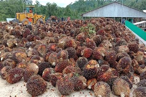 Detail Contoh Limbah Pertanian Koleksi Nomer 43