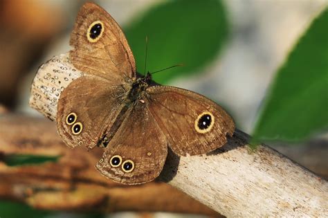 Natur Tier Tierwelt Kostenloses Foto Auf Pixabay Pixabay