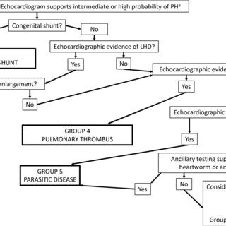 PDF ACVIM Consensus Statement Guidelines For The Diagnosis