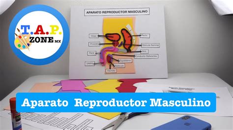 Como Hacer La Maqueta Del Aparato Reproductor Masculino TAP ZONE Mx