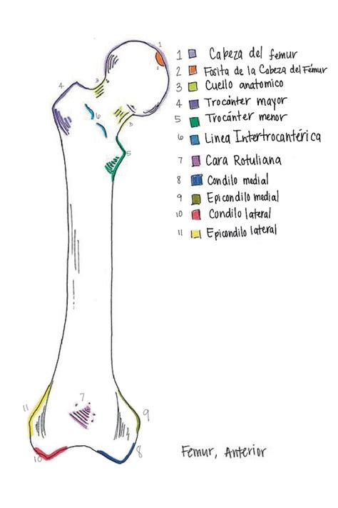 Pin en Anatomy and physiology Anatomía médica Anatomia humana huesos