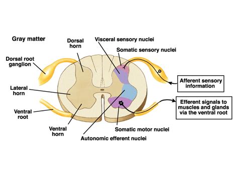 Spinal Cord Cross Section Diagram Spinal Cord Cross Section Diagram