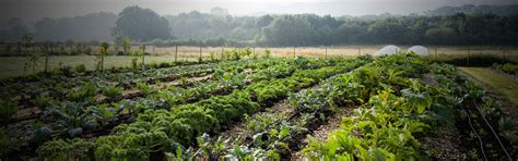 Adequação à Indicação Geográfica Qualidade e Origem Polo Sebrae Agro