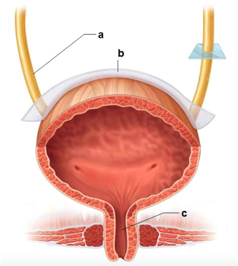 Urinary Bladder E4 Diagram Quizlet