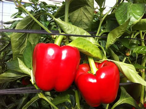 CÓMO CULTIVAR PIMIENTO MORRÓN POR HIDROPONÍA