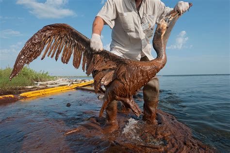 The Deepwater Horizon Spill Started 10 Years Ago Its Effects Are Still