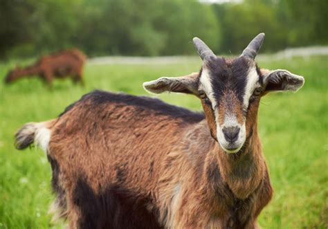 15 Best Things To Do In Big Sky Montana Goats On The Road