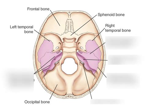 Temporal Bones Superior View Diagram Quizlet