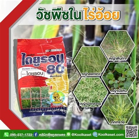กำจดหญา ไดยรอน 80 ผง สงห คลเกษตร KP8 โดยคลนกพชคลเกษตร อ ชม
