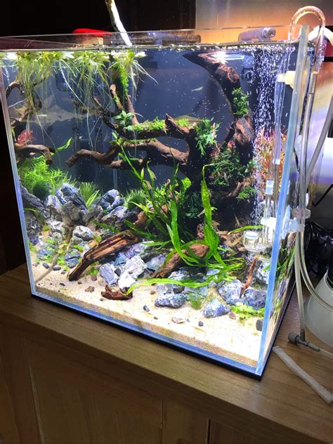35小方缸造景完毕 水草造景 CTA南美水族