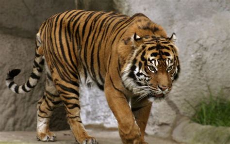 Bali Tiger Stock Image
