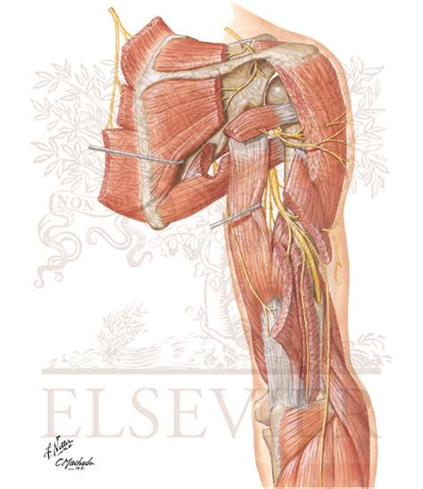 Radial Nerve In Arm And Nerves Of Posterior Shoulder Posterior View