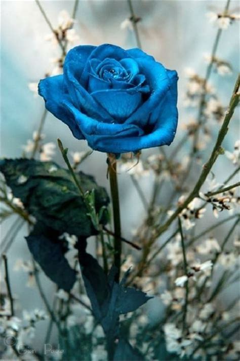 Álbum 200 rosas azules reales Abzlocal mx