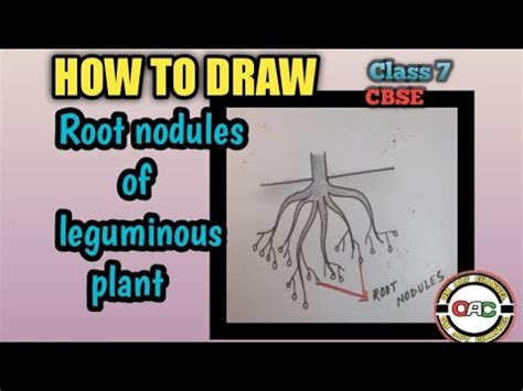 How To Draw Root Nodules Leguminous Plant Drawing Diagram Of Root