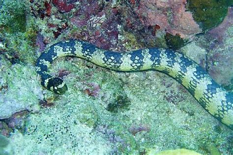 Snakes Of Taiwan Emydocephalus Ijimae Ijima S Turtleheaded Sea Snake