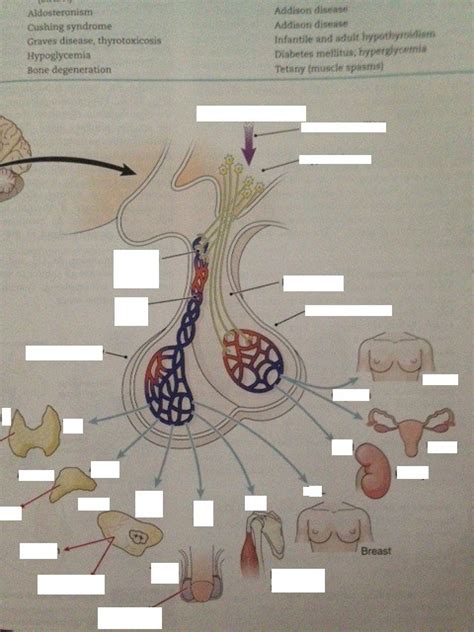 Hypothalamus Pituitary Gland And Target Tissues A Diagram Quizlet