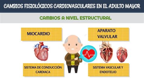 CAMBIOS FISIOLÓGICOS CARDIOVASCULARES EN EL ADULTO MAYOR