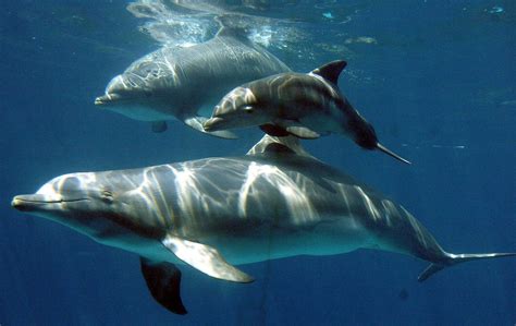 Une nouvelle espèce de dauphins découverte en Australie