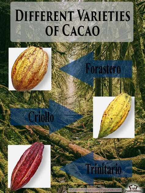 What Are The Different Varieties Of Cacao Chocolate Phayanak