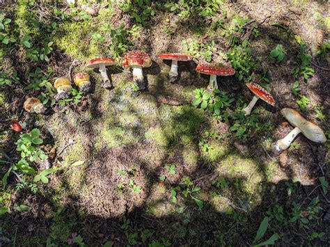 Amanita Muscaria Fly Agaric Amanita Muscaria Var Flavivolvata