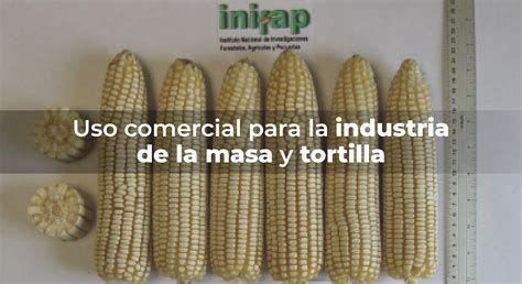 Maíces híbridos del INIFAP y su adopción tecnológica por productores de