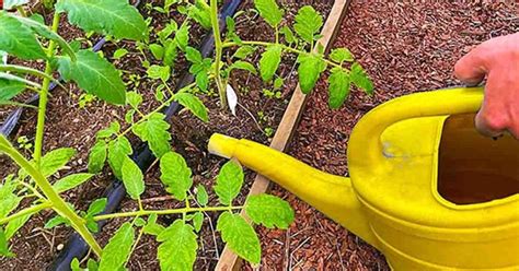 Un fertilizzante naturale che fa crescere i pomodori 10 volte più