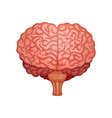 Human Brain Anatomy Royalty Free Vector Image Vectorstock