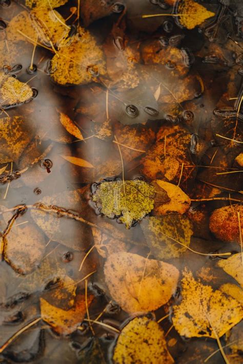 Imagen gratis árboles Otoño reflexión nivel de agua árbol