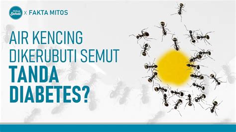 Pasien Ceritakan Awal Mula Terkena Diabetes Hidup Sehat TvOne YouTube