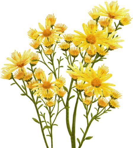 Flores Amarillas Flores Png Gratis PicMix