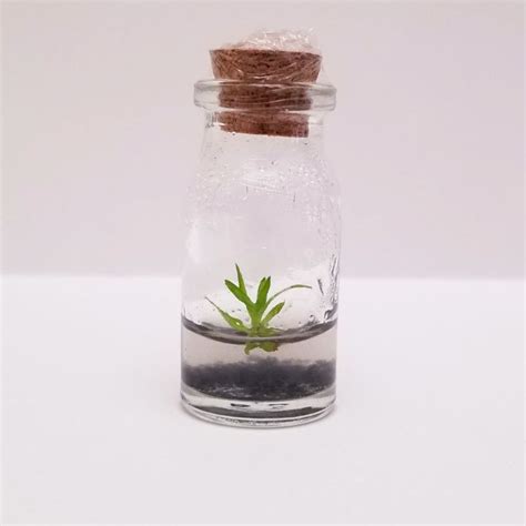 Orquidea In Vitro Planta Guarianthe Aurantiaca P Cima Decoraci N