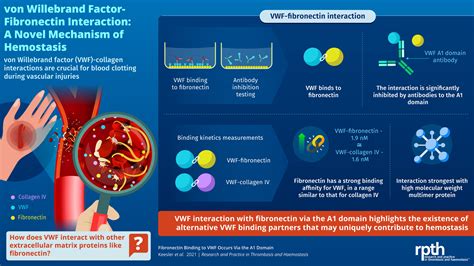 Fibronectin Binding To Von Willebrand Factor Occurs Via The A Domain