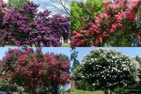 23 ARBUSTOS DE JARDÍN Nombres Fotos y Características