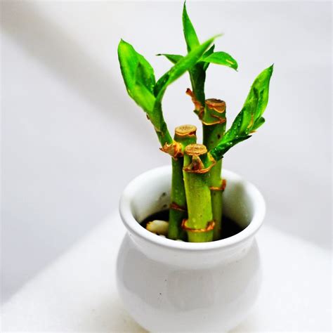 Plantas de buena suerte según el Feng Shui Ecologia Cotidiana