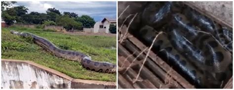 Passeio De Sucuri Gigante Em Bonito Viraliza E Ultrapassa Milh O De