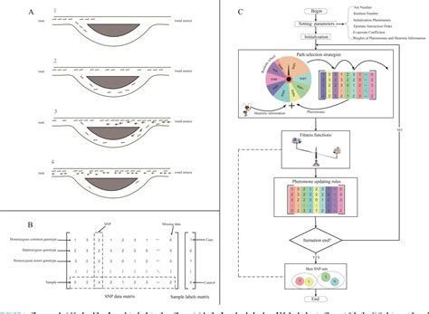 figure 1 from a review of ant colony optimization based methods for detecting epistatic