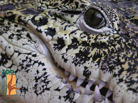 Croc Wallpapers Wallpapersafari
