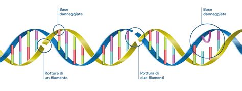 Mutazioni Genetiche Pdf