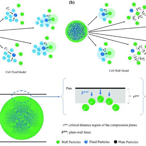 the graphical summary of the coupled smoothed particle hydrodynamics download scientific