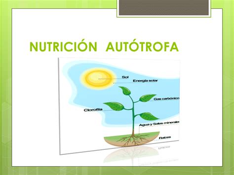 Biologia Ara Nutrici N Aut Trofa