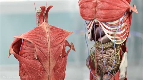 3D Male Torso Anatomy TurboSquid 1464112