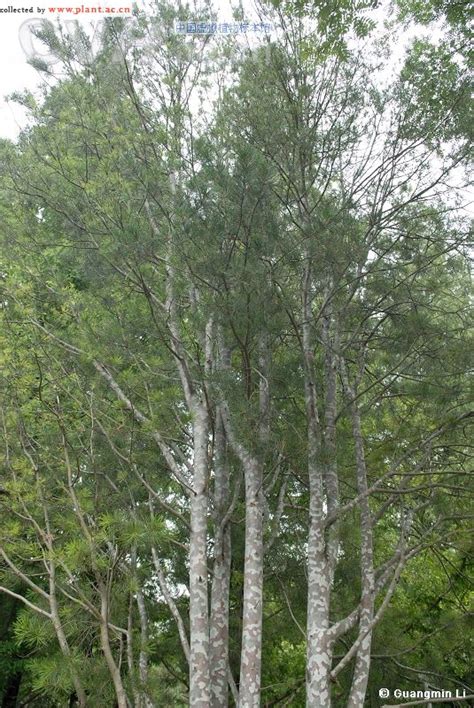白皮松Pinus bungeana Zucc et Endi 植物图片库 植物通