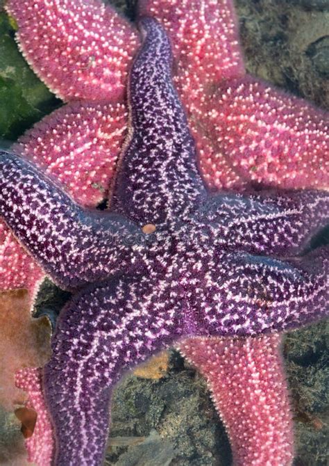 Estrela Do Mar Roxa Trilhas Imagem de Stock Imagem de pés roxo