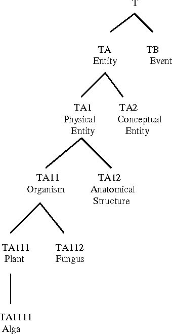 figure 1 from creating and using domain specific ontologies for terminological applications