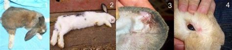 Doenças de coelhos sintomas e seu tratamento fotos hemorrágica viral
