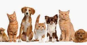 A partir de qué edad puedo esterilizar castrar a mi perro a o gato a