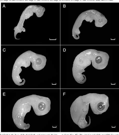 Turtle Embryology Stages Of Development