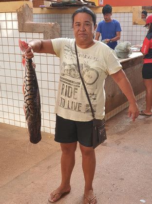 Início Guia de Peixes comericalizados em Monte Alegre