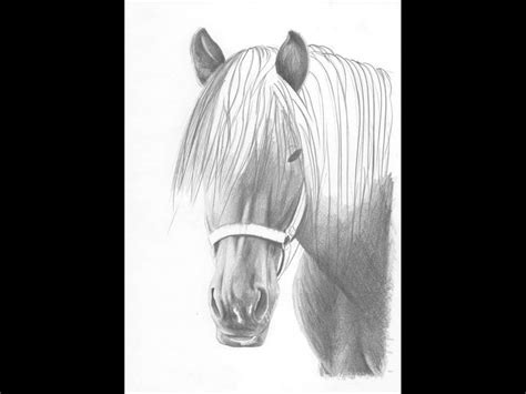 Jak narysować konia Krok po kroku hd narysuj How to draw horse